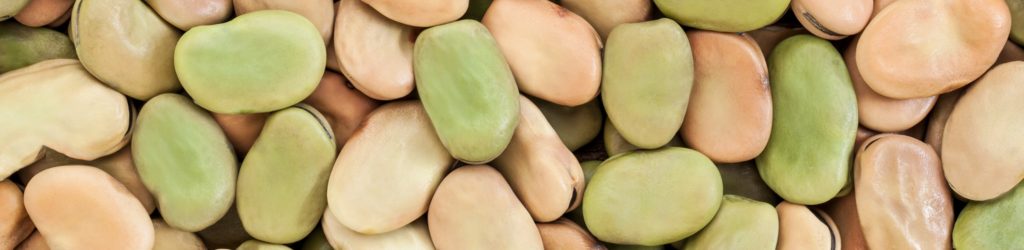 Faba Beans for Producers | Alberta Pulse Growers