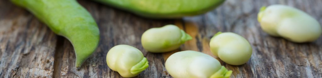 Faba Beans | Alberta Pulse Growers