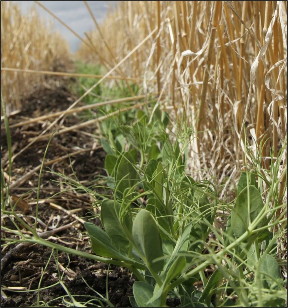 Controlled traffic farming for improved harvestability in pulse crops ...