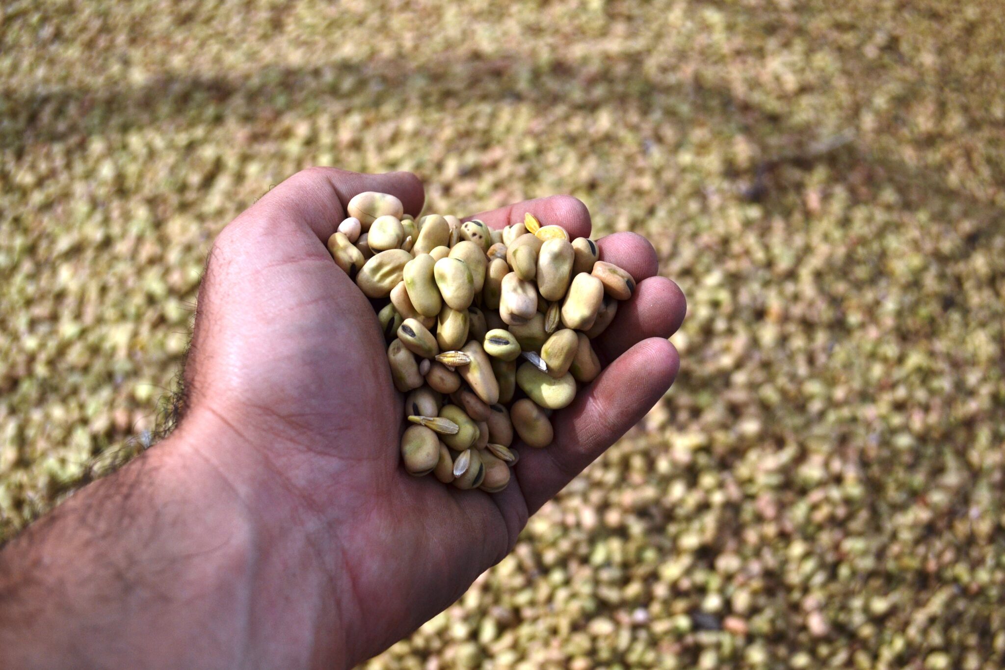 Faba Bean Feed Benchmark June 13/18 - Alberta Pulse Growers