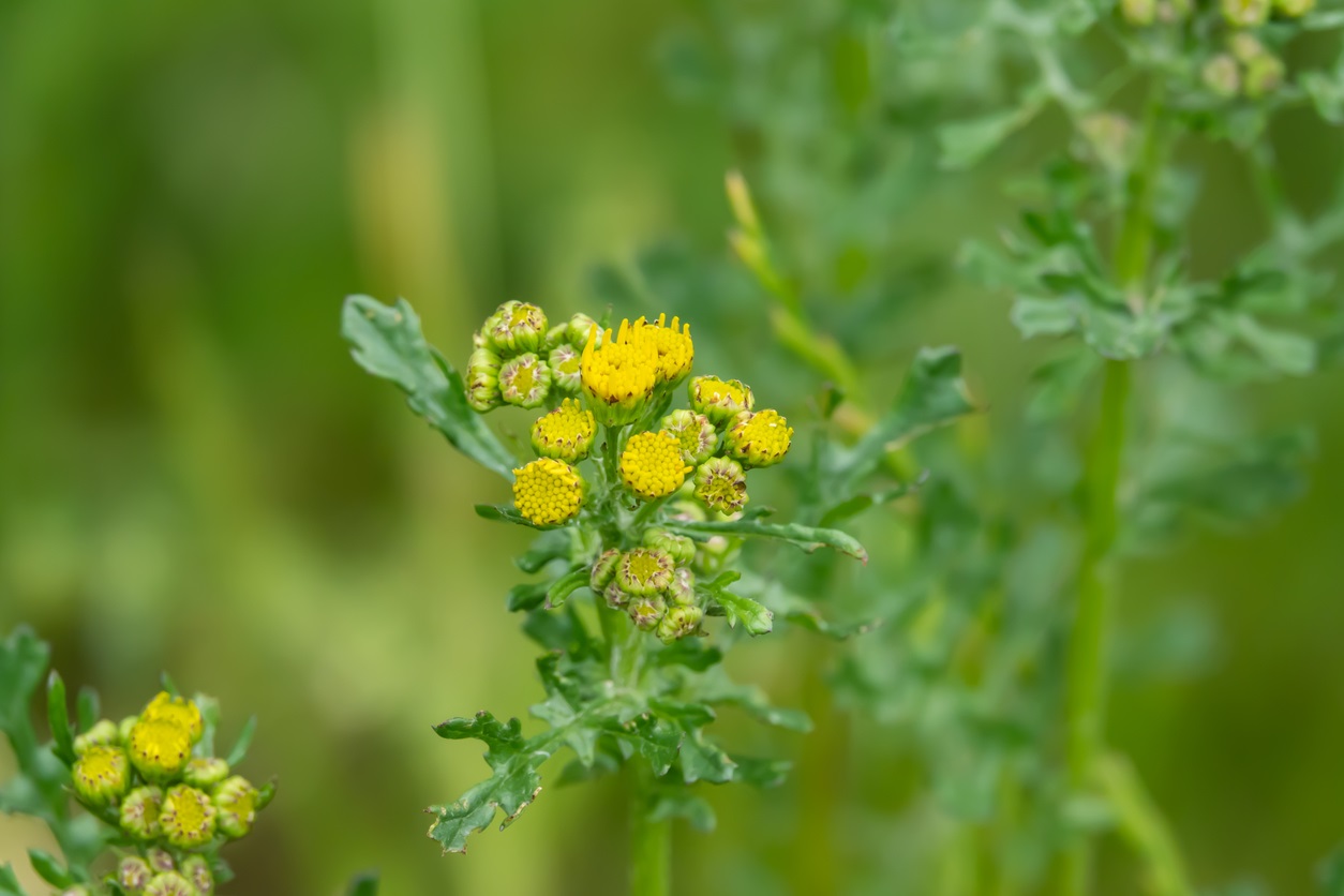 Chickpea - Weed Control - Alberta Pulse Growers
