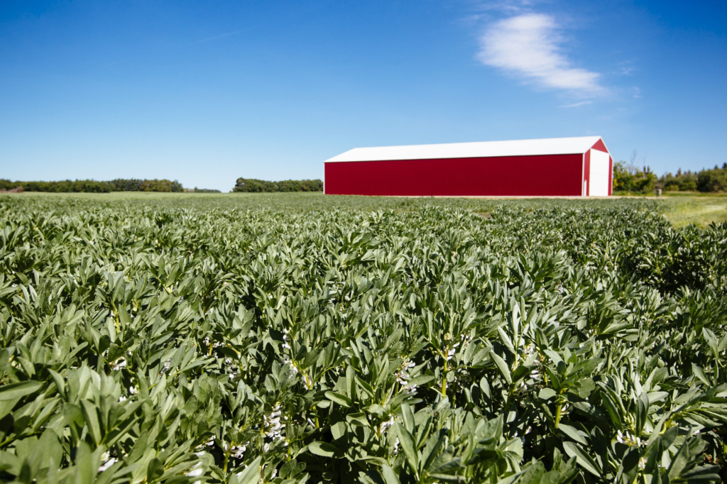Faba Beans for Producers - Alberta Pulse Growers