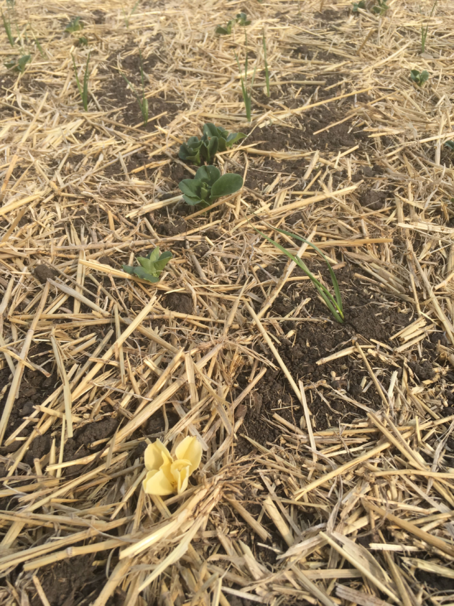 Faba Bean Seeding - Alberta Pulse Growers