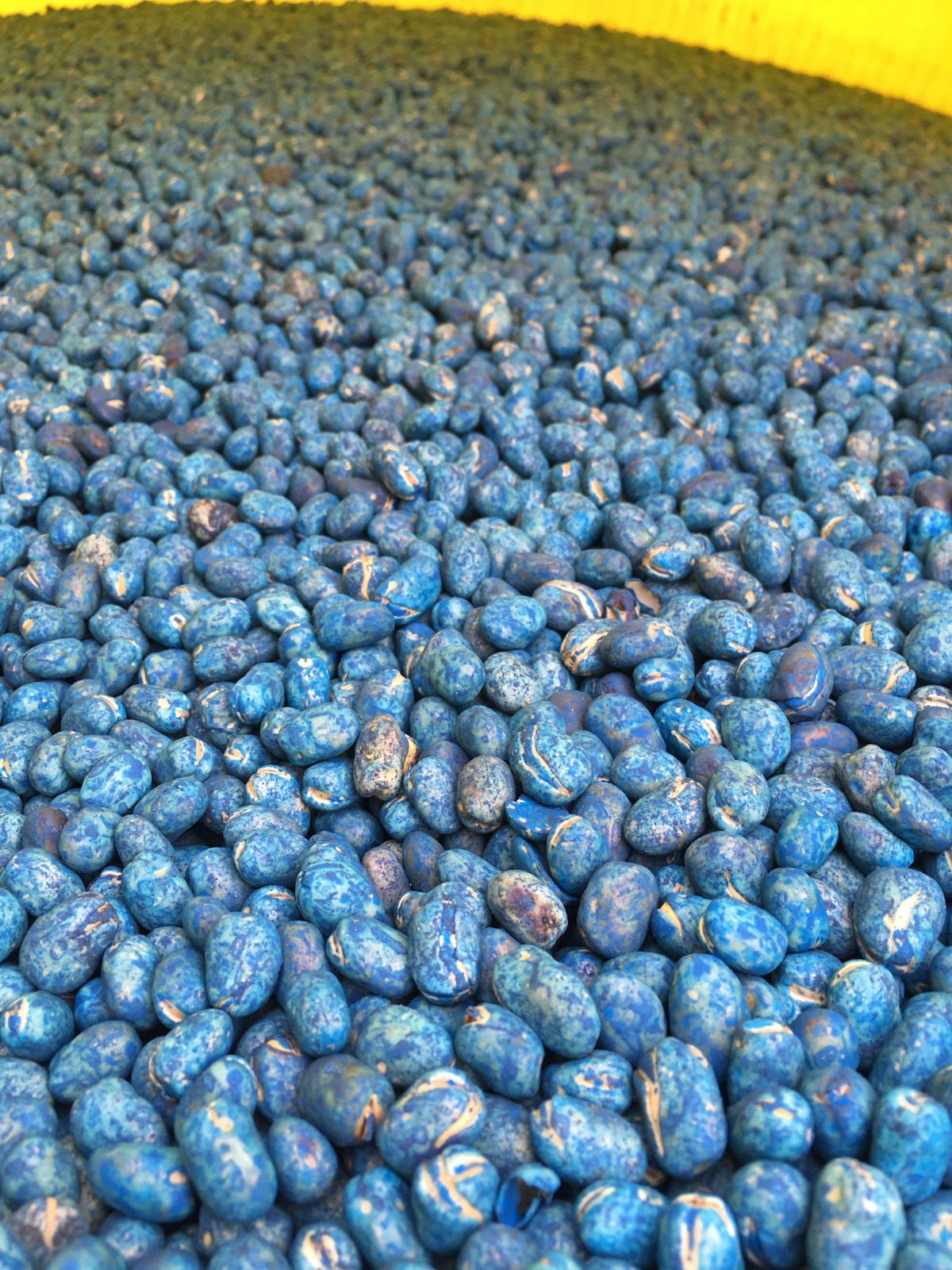 Faba Bean Seeding - Alberta Pulse Growers