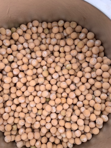 Field Pea - Seeding - Alberta Pulse Growers