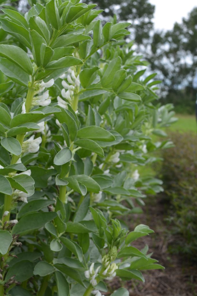 Faba Beans for Producers - Alberta Pulse Growers