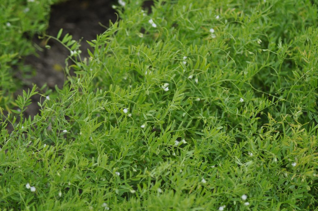 Lentils for Producers - Alberta Pulse Growers