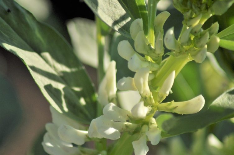 Faba Beans for Producers - Alberta Pulse Growers