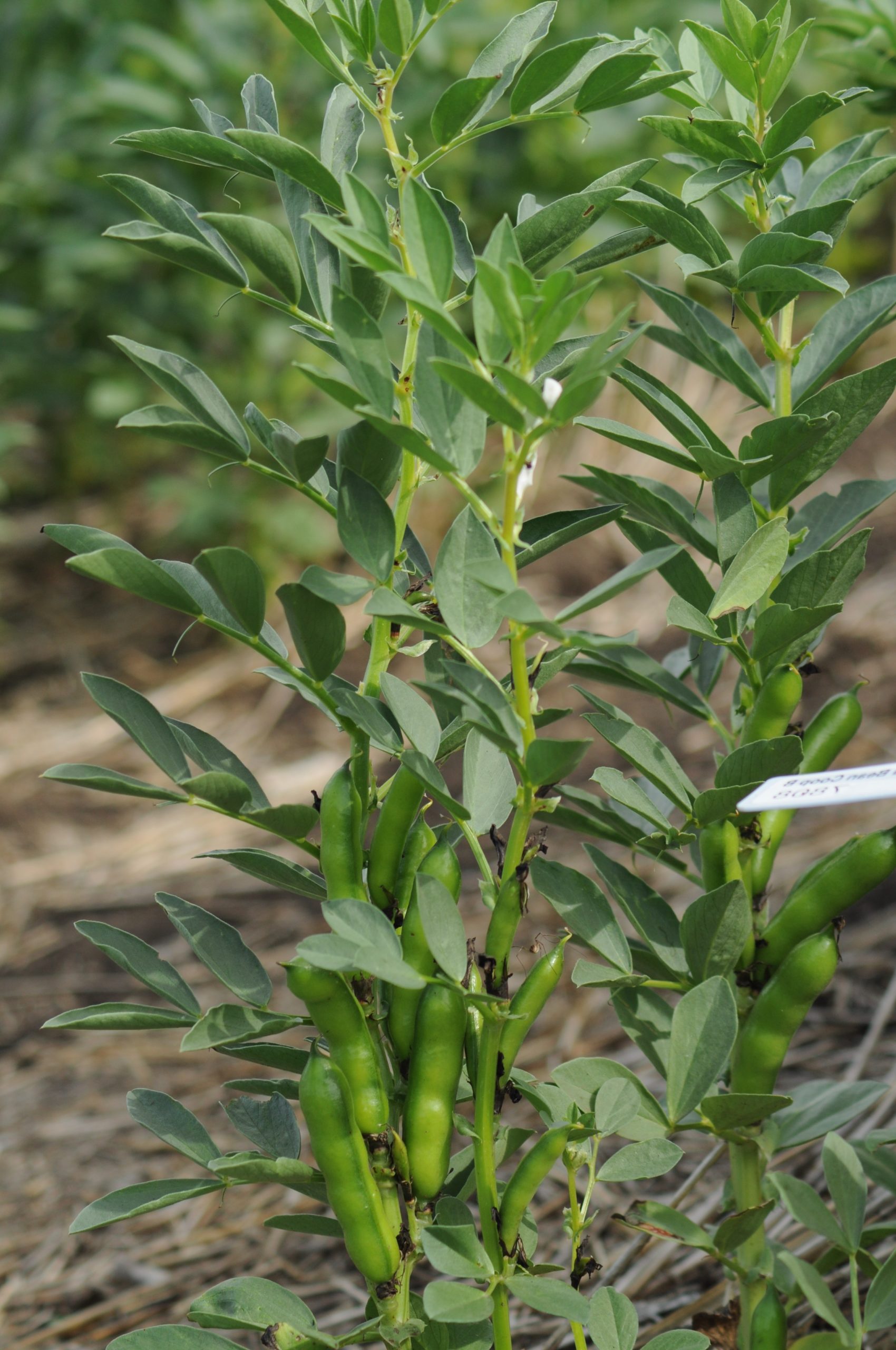 Faba Beans for Producers - Alberta Pulse Growers
