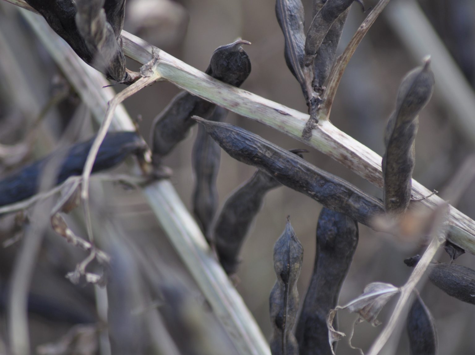Faba Beans for Producers - Alberta Pulse Growers