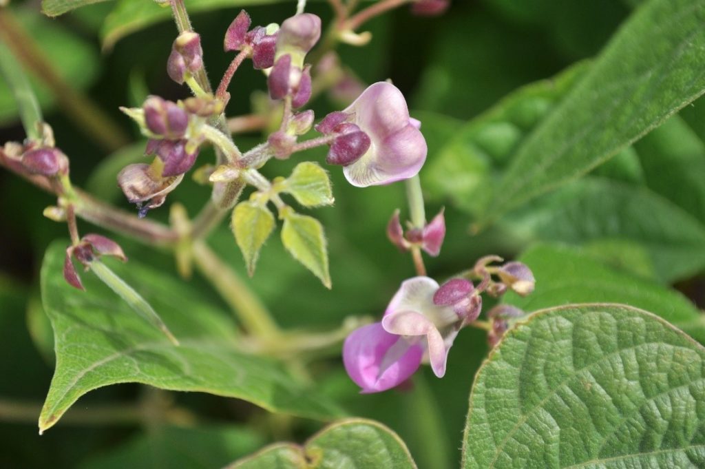 Dry Beans for Producers - Alberta Pulse Growers