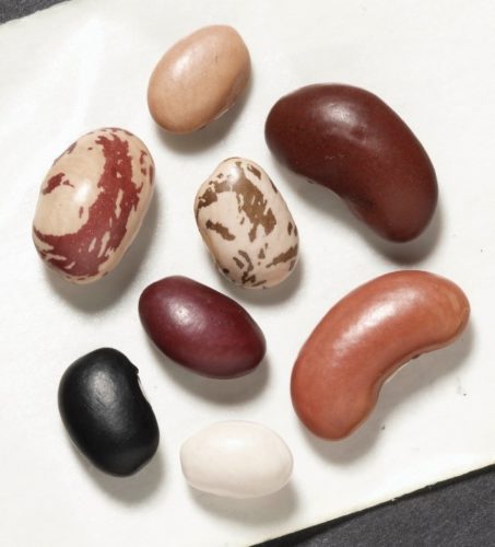 Dry Beans for Producers - Alberta Pulse Growers