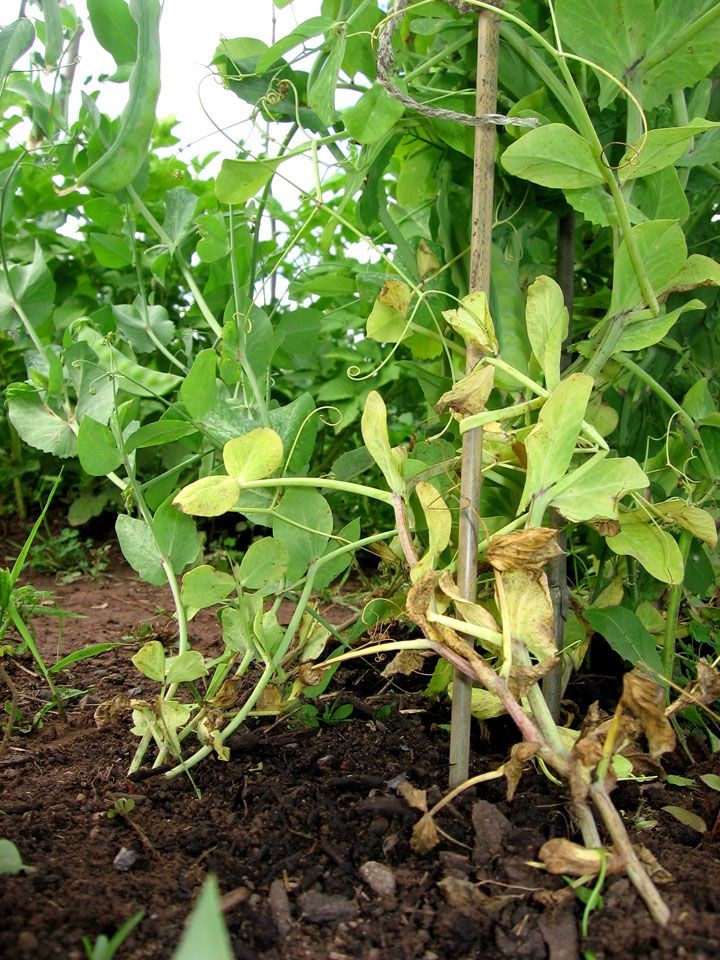 Field Pea - Foliar Diseases - Alberta Pulse Growers
