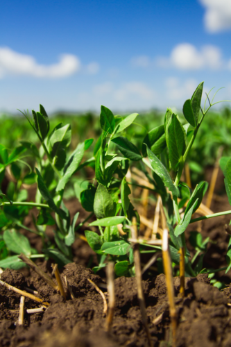 Field Pea - Fertility - Alberta Pulse Growers