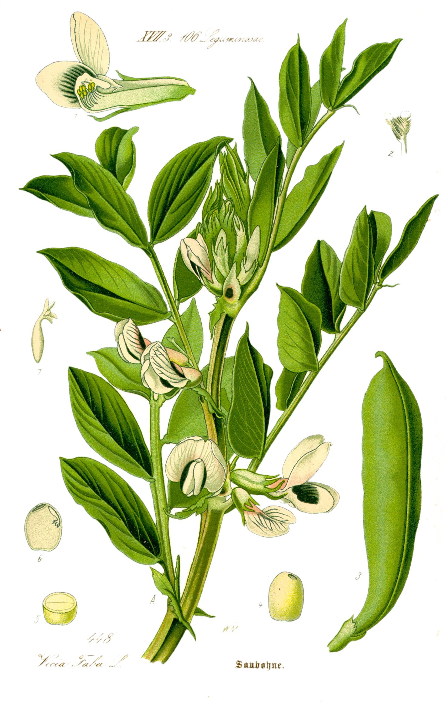 Faba Beans for Producers - Alberta Pulse Growers