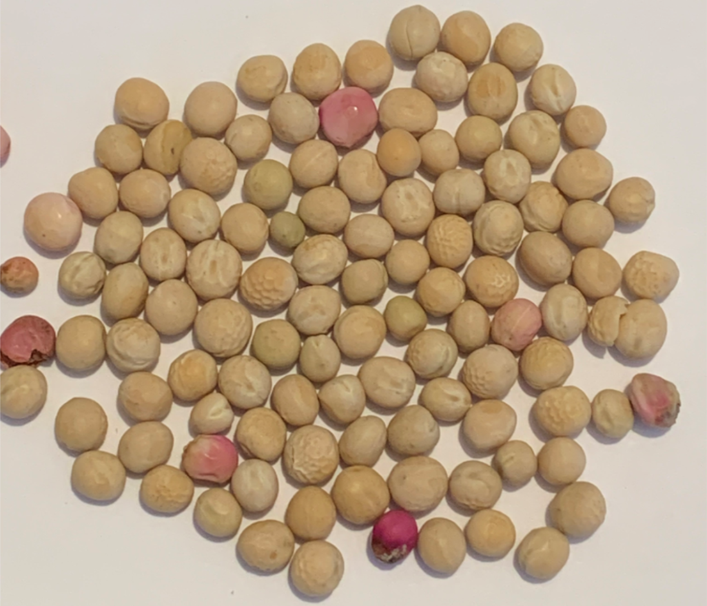 Field Pea - Seed or Soil Borne Diseases - Alberta Pulse Growers