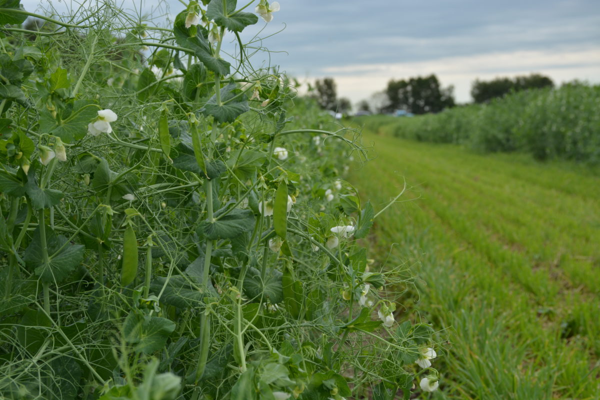 Field Peas - Varieties - Alberta Pulse Growers