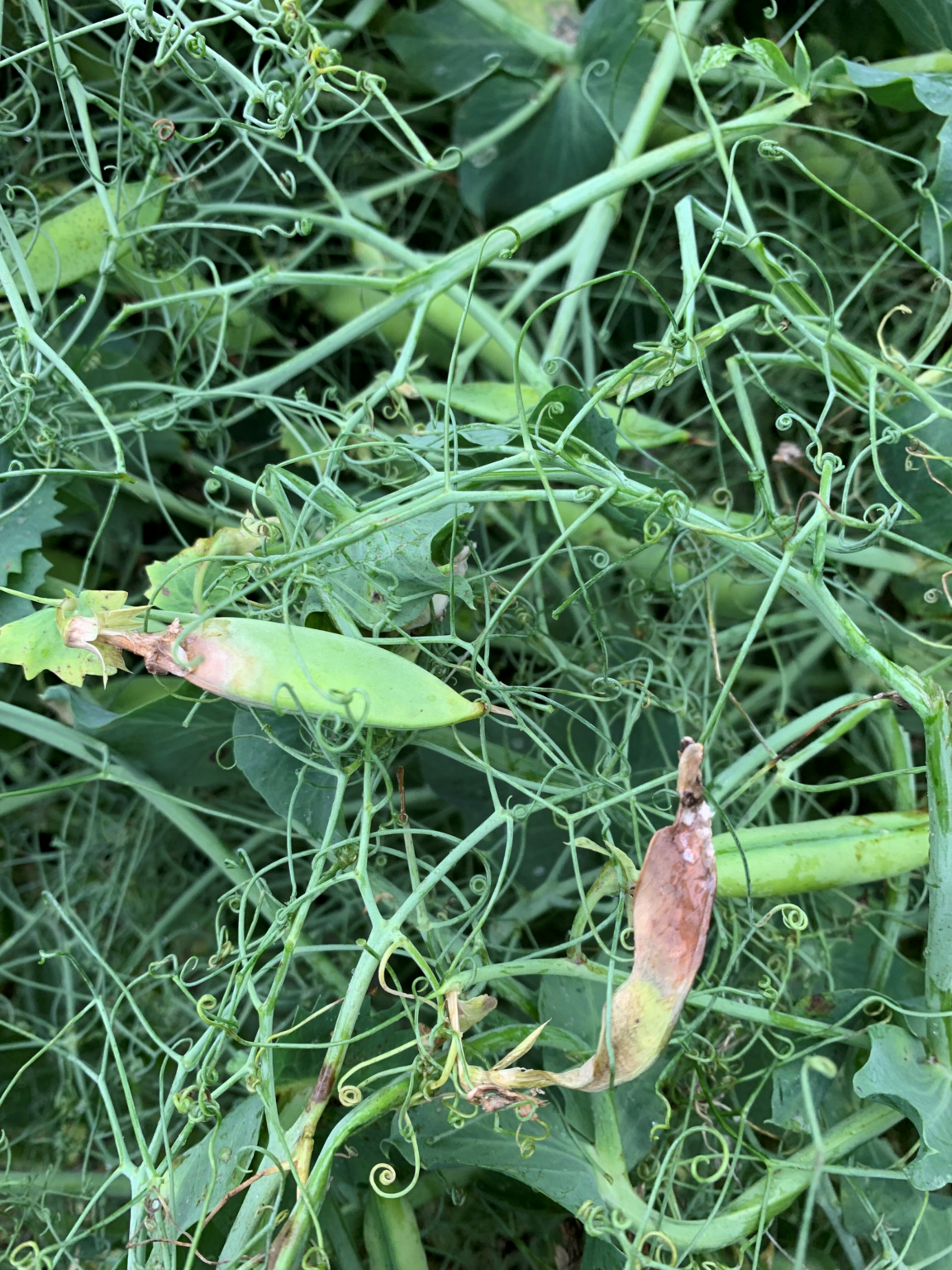Field Pea - Foliar Diseases - Alberta Pulse Growers