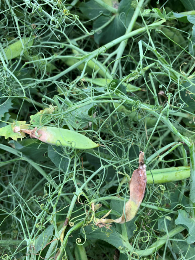 Field Pea - Foliar Diseases - Alberta Pulse Growers