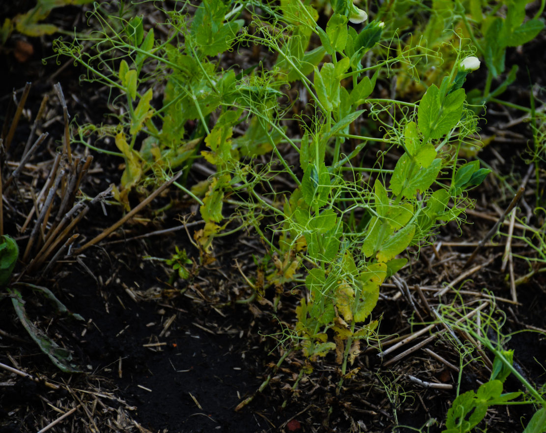Field Pea - Seed or Soil Borne Diseases - Alberta Pulse Growers