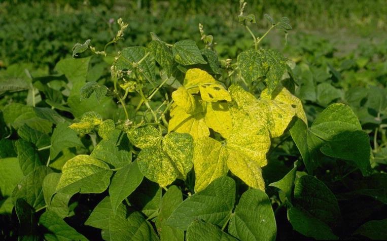 Dry Bean - Viral Diseases - Alberta Pulse Growers