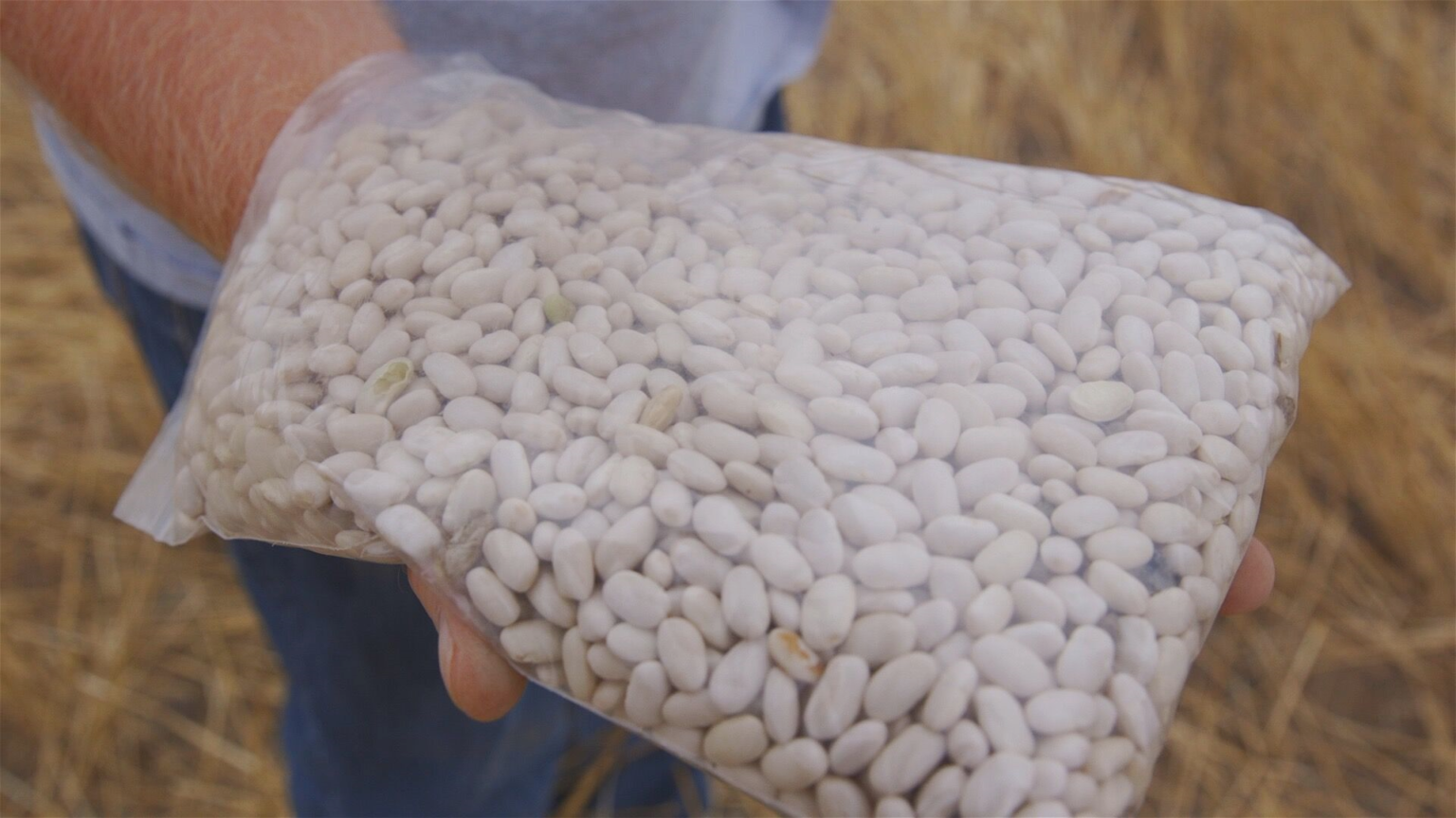 Dry Bean - Storage and Grading - Alberta Pulse Growers