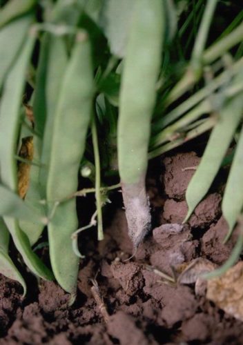 Dry Bean - Seed or Soil Borne - Alberta Pulse Growers