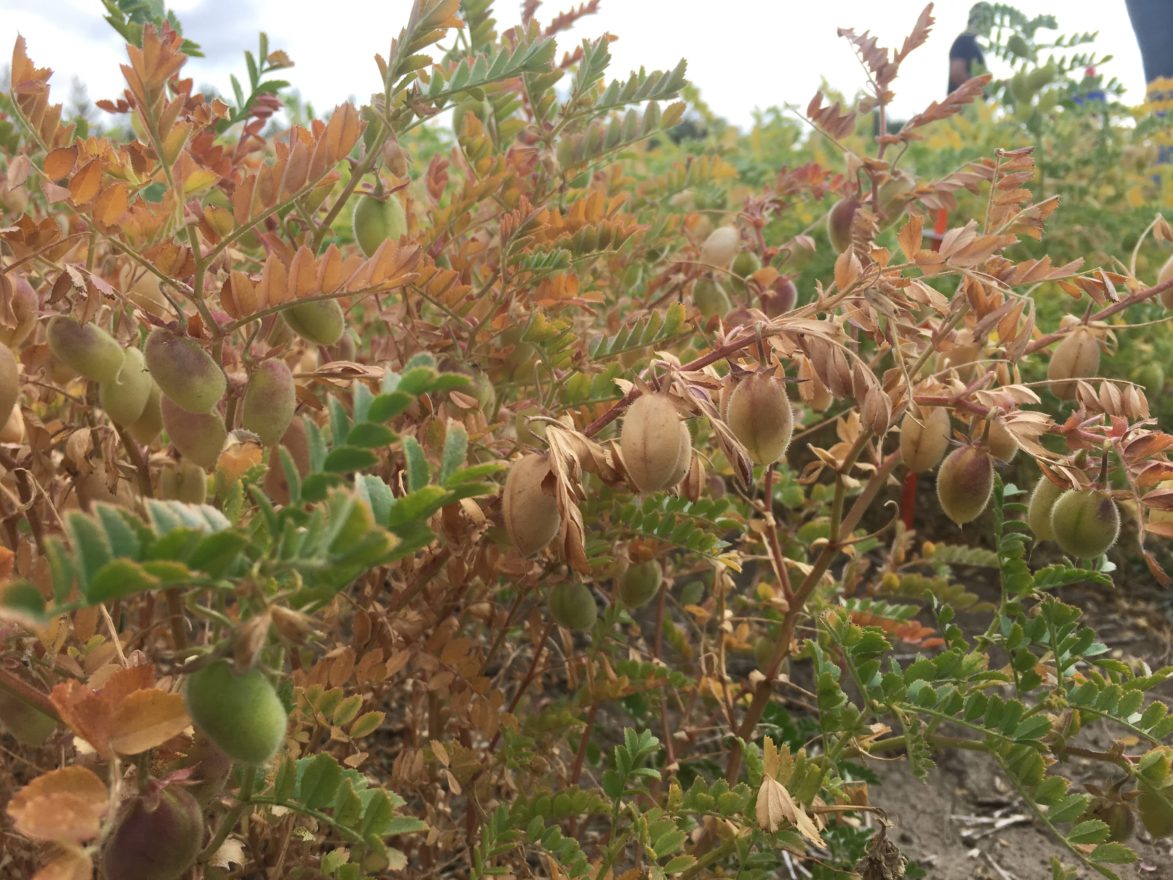 Chickpea - Harvesting - Alberta Pulse Growers
