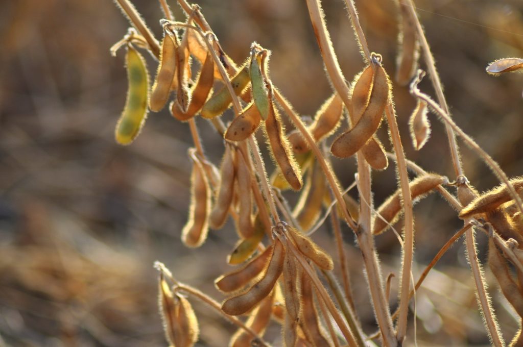 Soybean - Harvesting - Alberta Pulse Growers