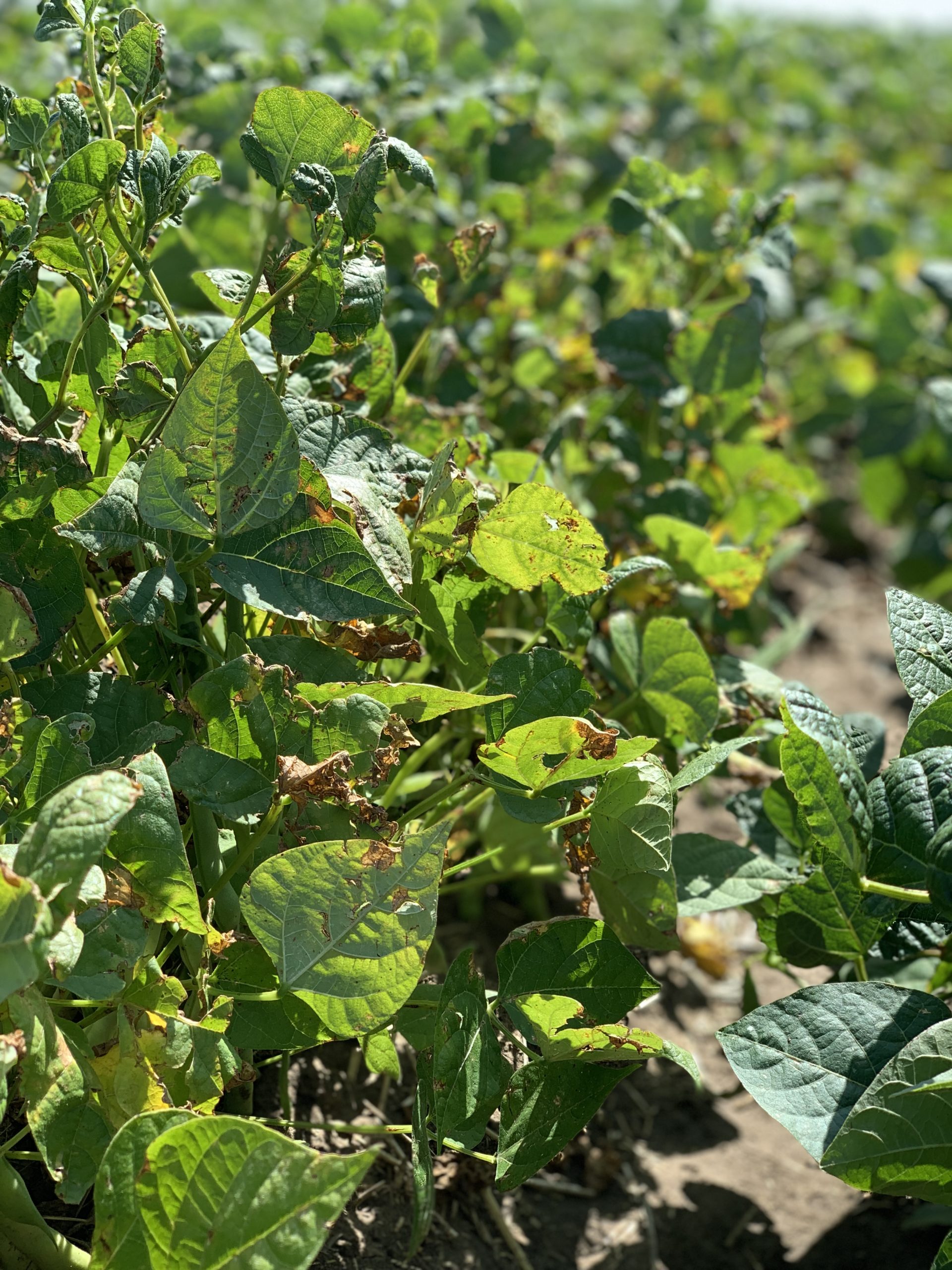 Dry Bean - Foliar Diseases - Alberta Pulse Growers