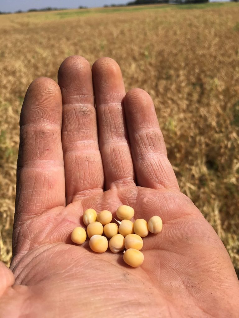Field Pea - Storage and Grading - Alberta Pulse Growers