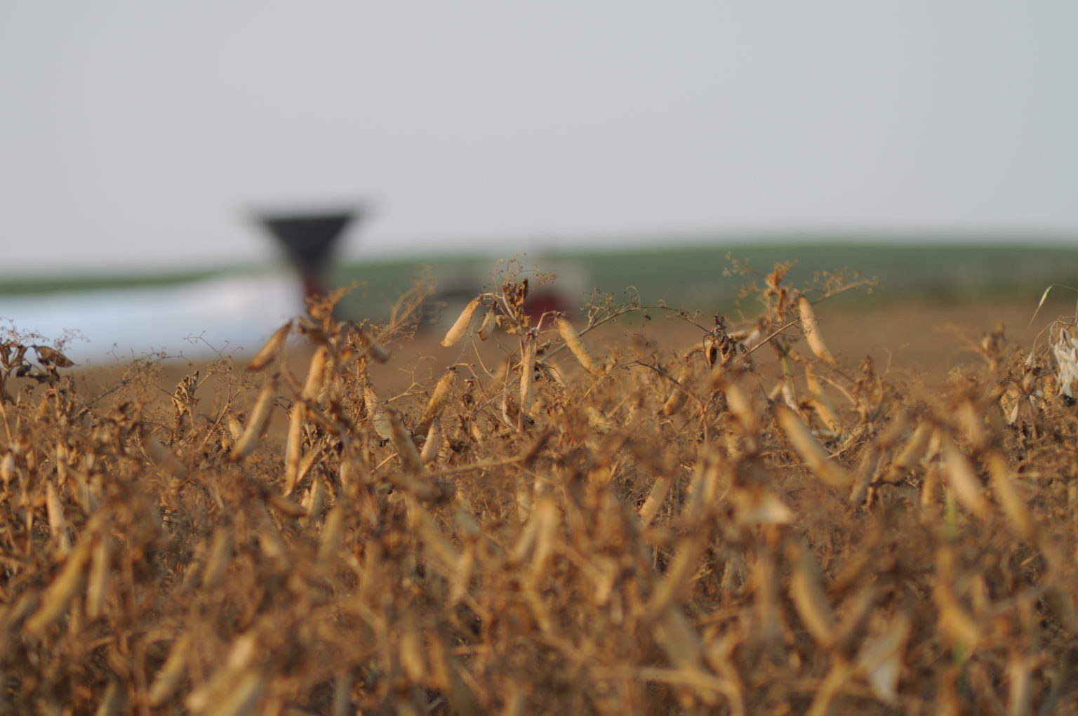 Field Peas - Harvesting - Alberta Pulse Growers