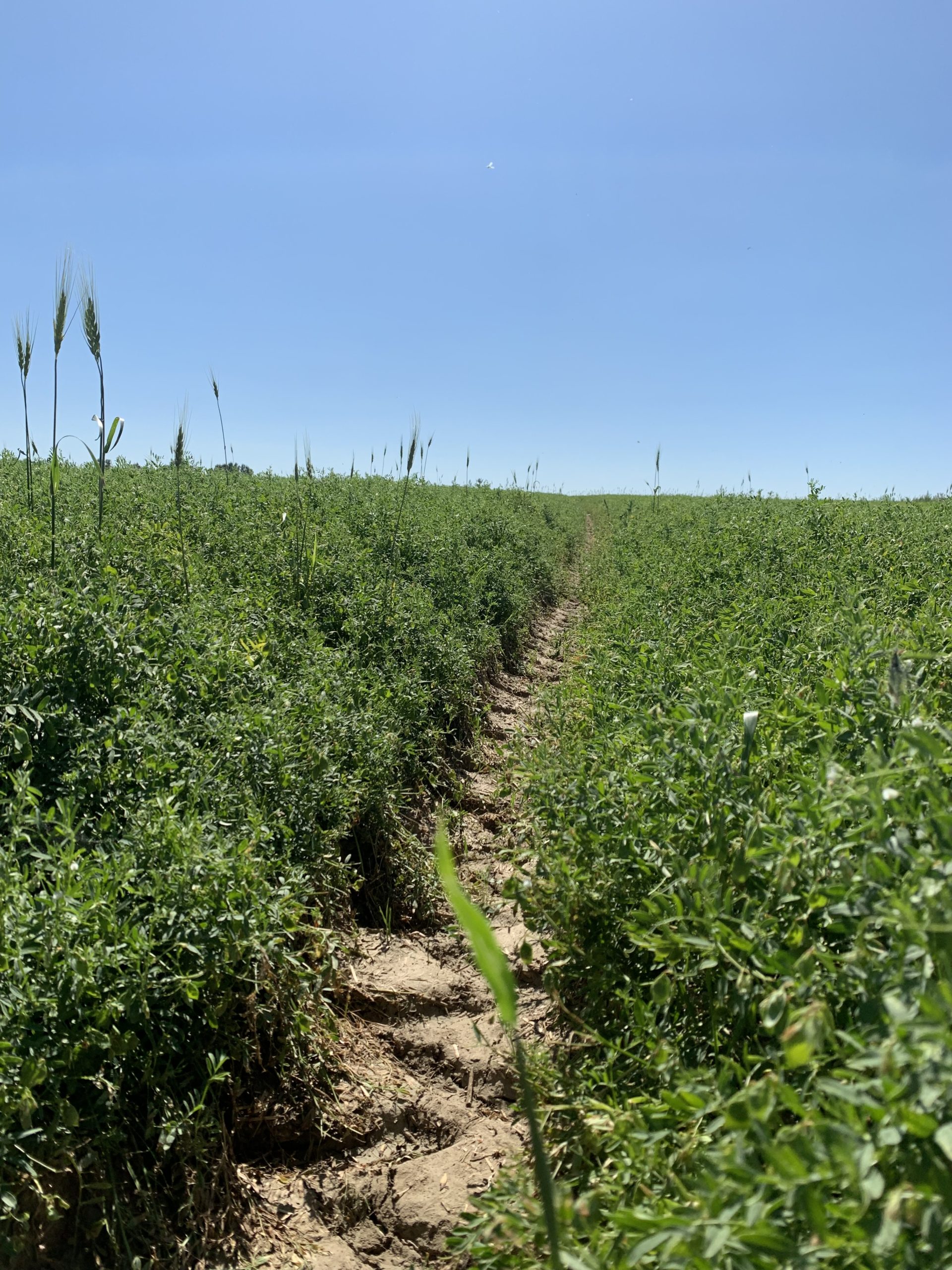 Lentil - Weed Control - Alberta Pulse Growers