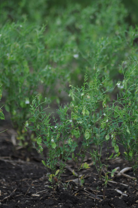 Lentils for Producers - Alberta Pulse Growers