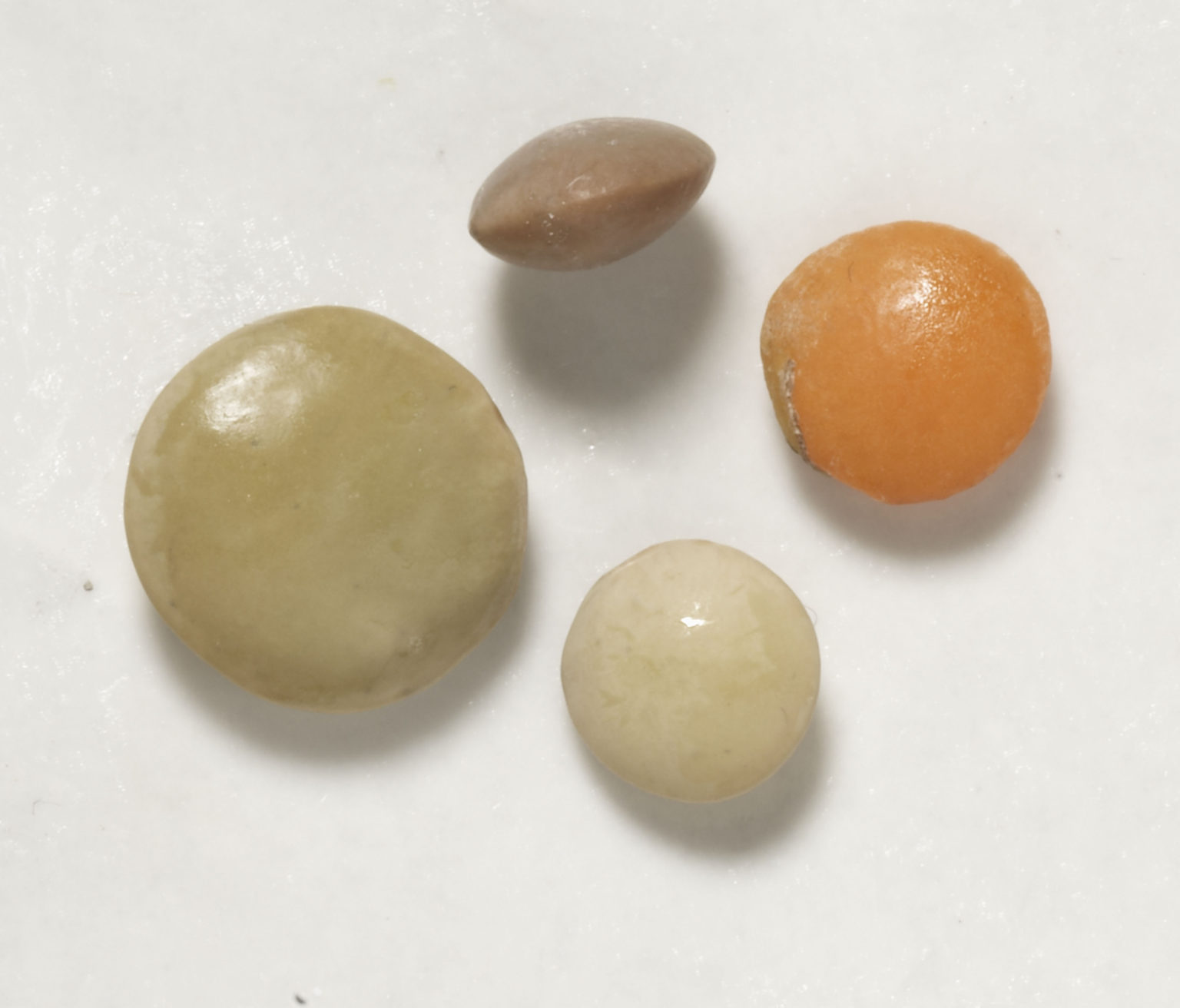 Lentil Seeding - Alberta Pulse Growers