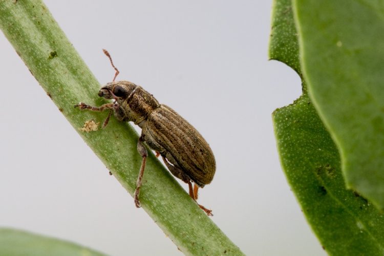 Chickpea - Insects - Alberta Pulse Growers
