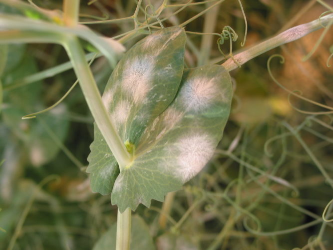 Field Pea - Foliar Diseases - Alberta Pulse Growers