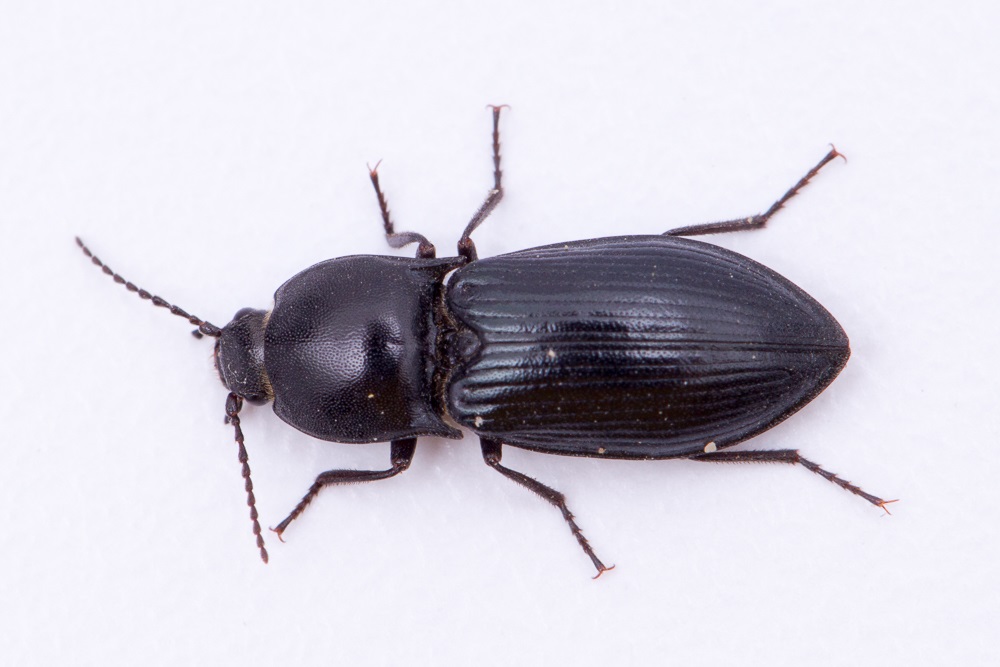 Insects - Alberta Pulse Growers