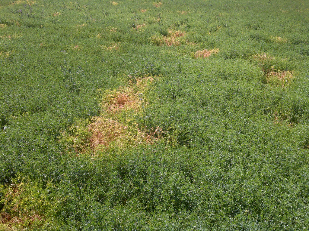 Lentil - Foliar Diseases - Alberta Pulse Growers