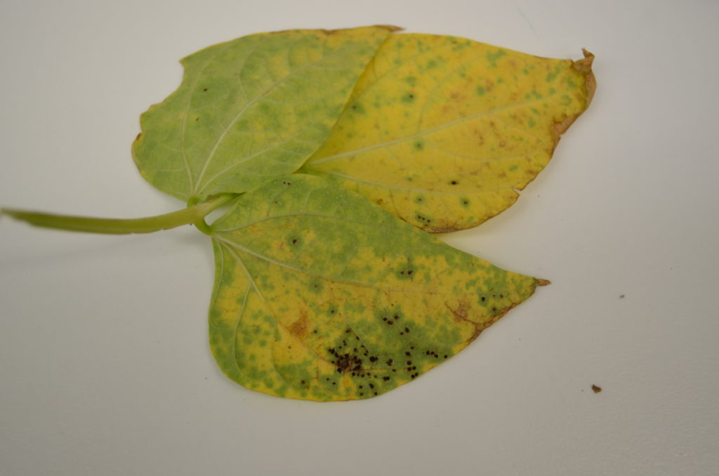 Dry Bean - Foliar Diseases - Alberta Pulse Growers
