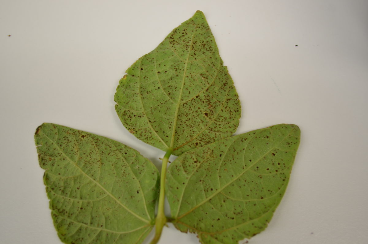 Dry Bean - Foliar Diseases - Alberta Pulse Growers
