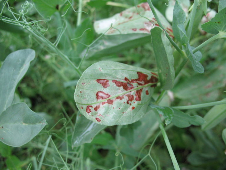 Faba Bean - Foliar Diseases - Alberta Pulse Growers