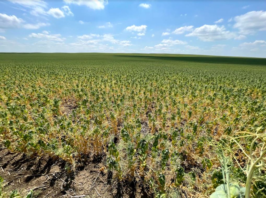 Pulse flowers blast in heat causing yield reductions across Alberta ...