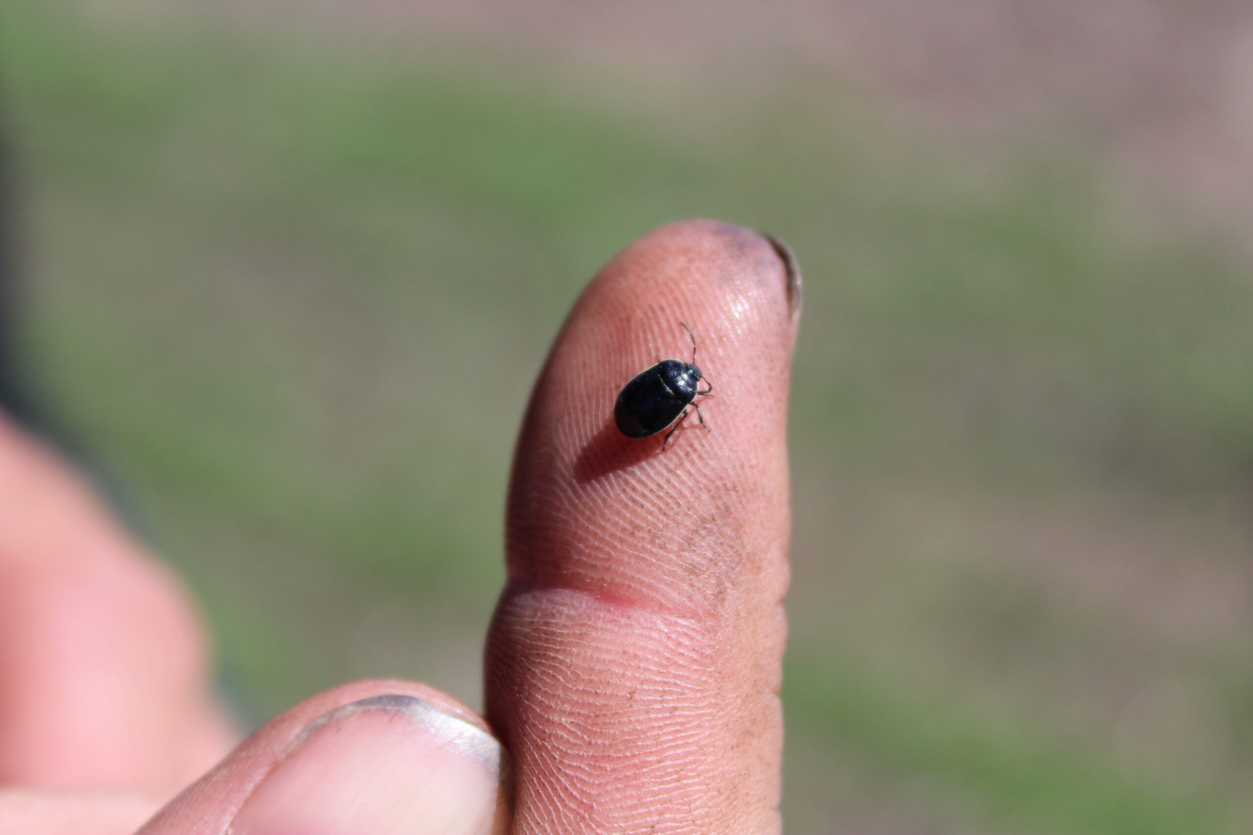 Plot to Field Video Series - Intercrop Insect Research - Alberta Pulse ...