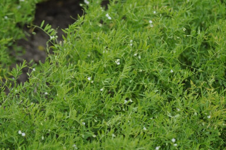 Lentils - Alberta Pulse Growers