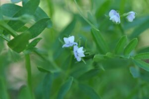 Lentils - Alberta Pulse Growers
