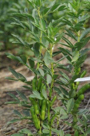 Faba Beans - Alberta Pulse Growers